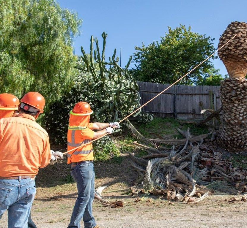 Tree Removal | Tree Service | Essex, MD