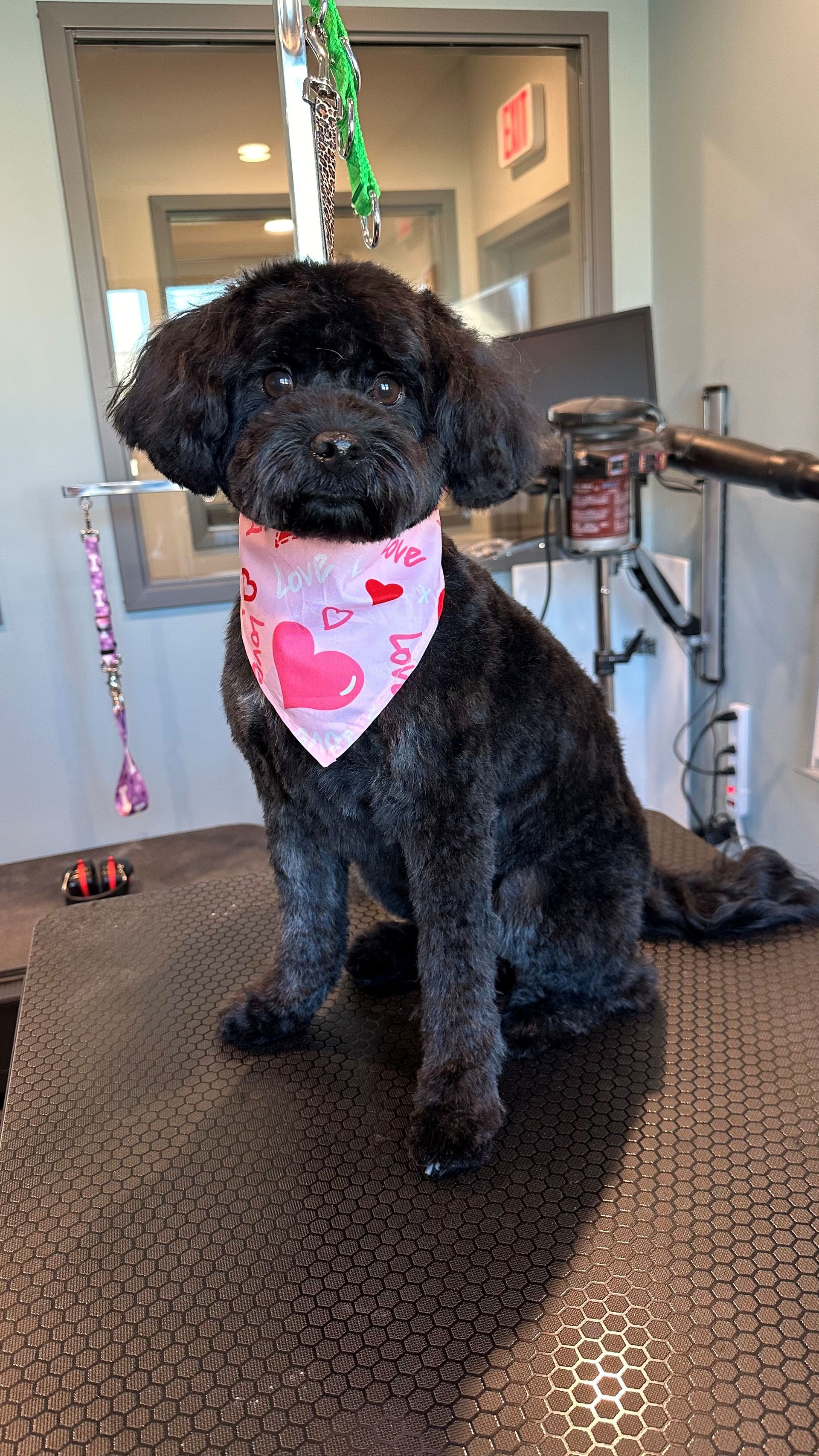 Pet Grooming Gallery | Peppers Pet Grooming