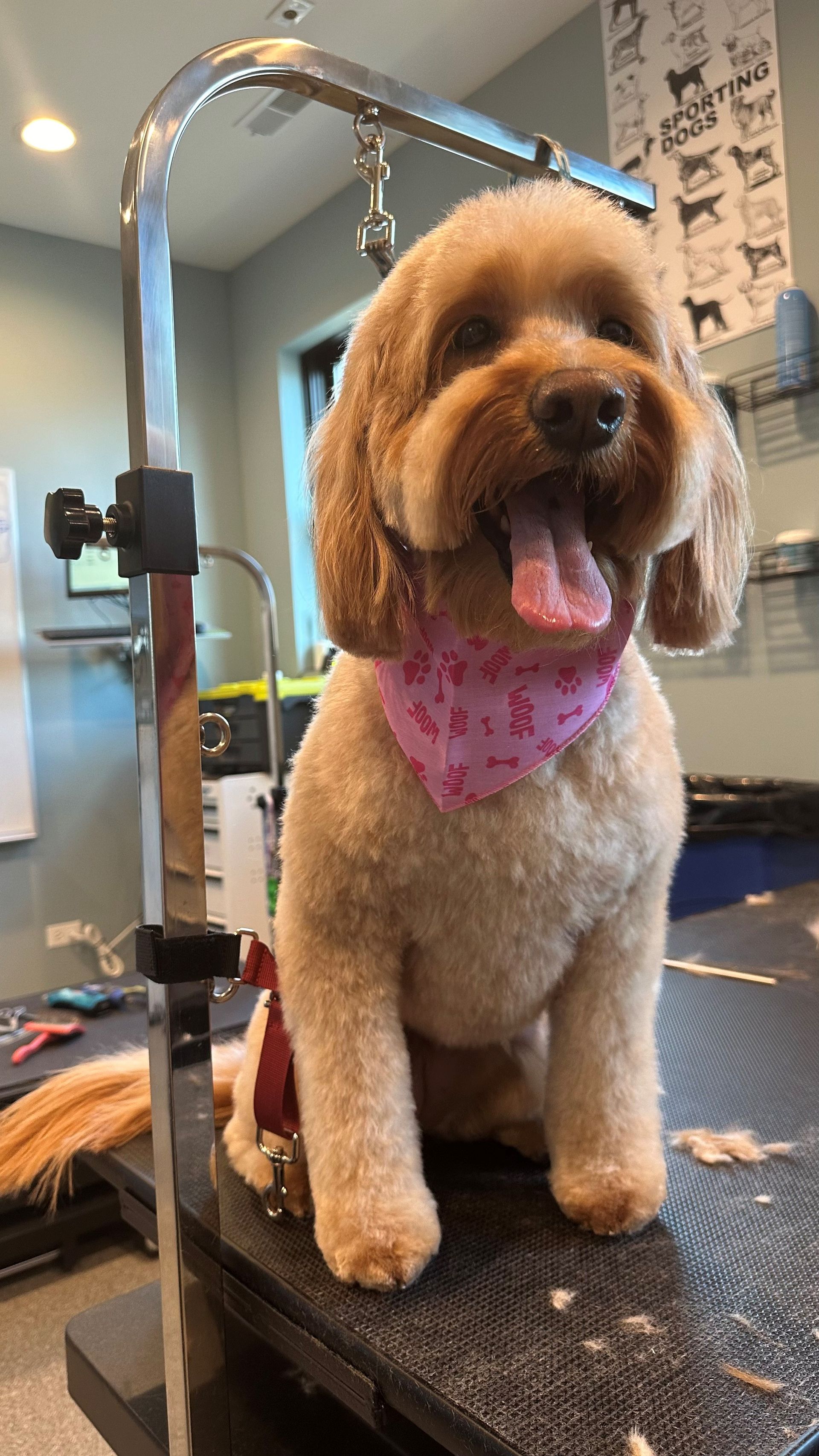 Pet Grooming Gallery | Peppers Pet Grooming