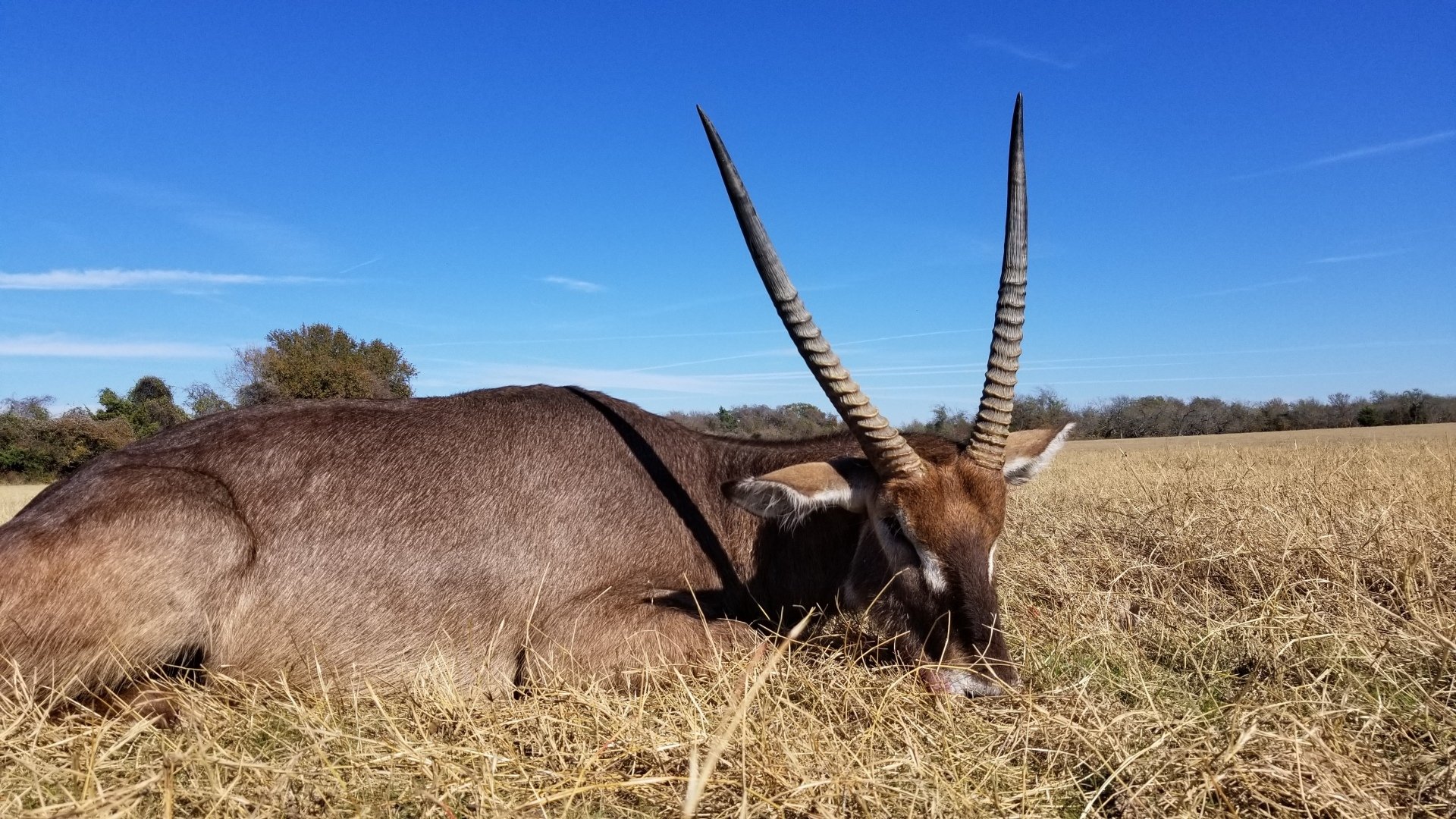 Texas Waterbuck Hunting | MMK Outfitters