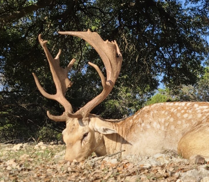 Texas Fallow Deer Hunting | MMK Outfitters