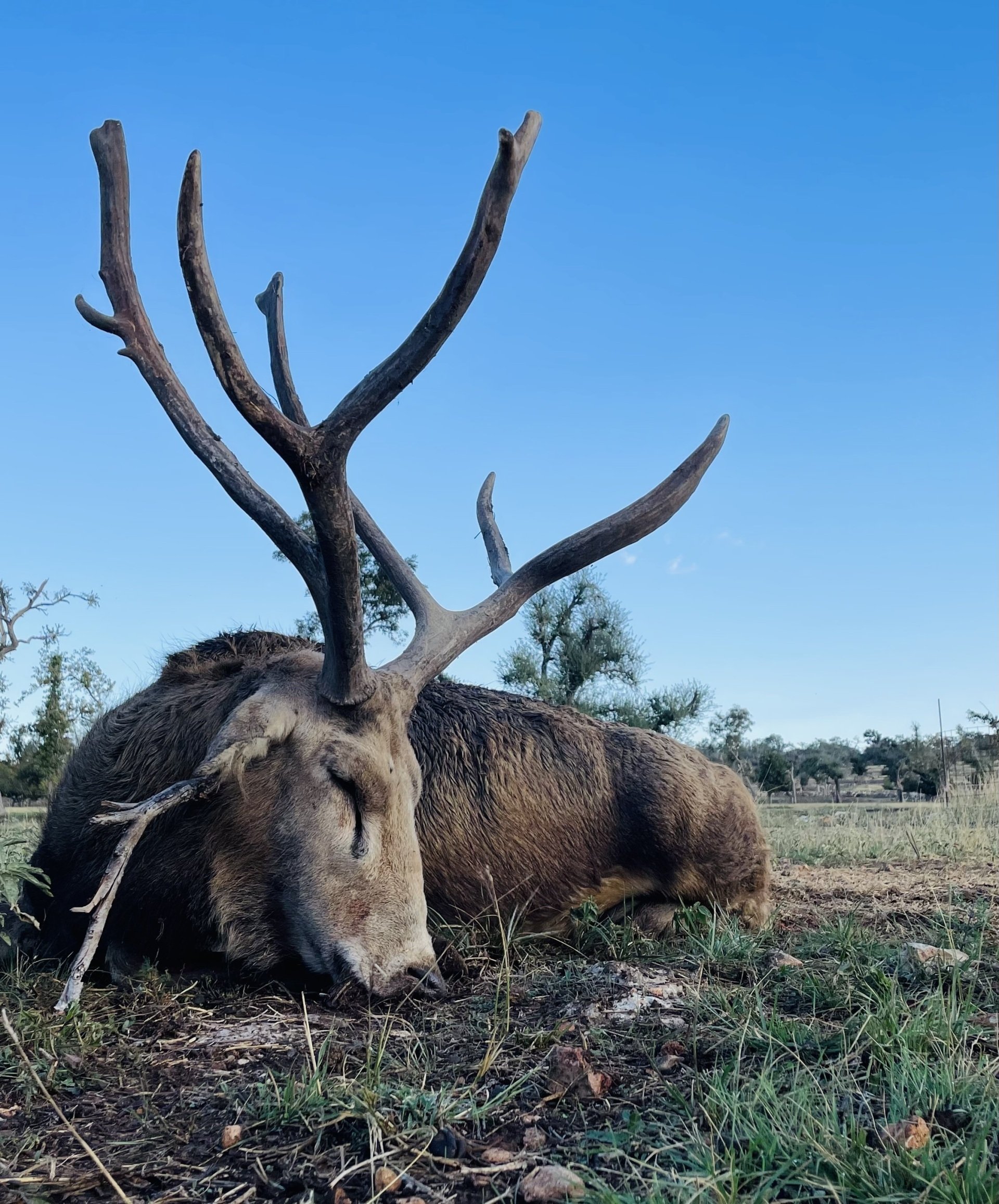 Texas Pere David Hunting | MMK Outfitters