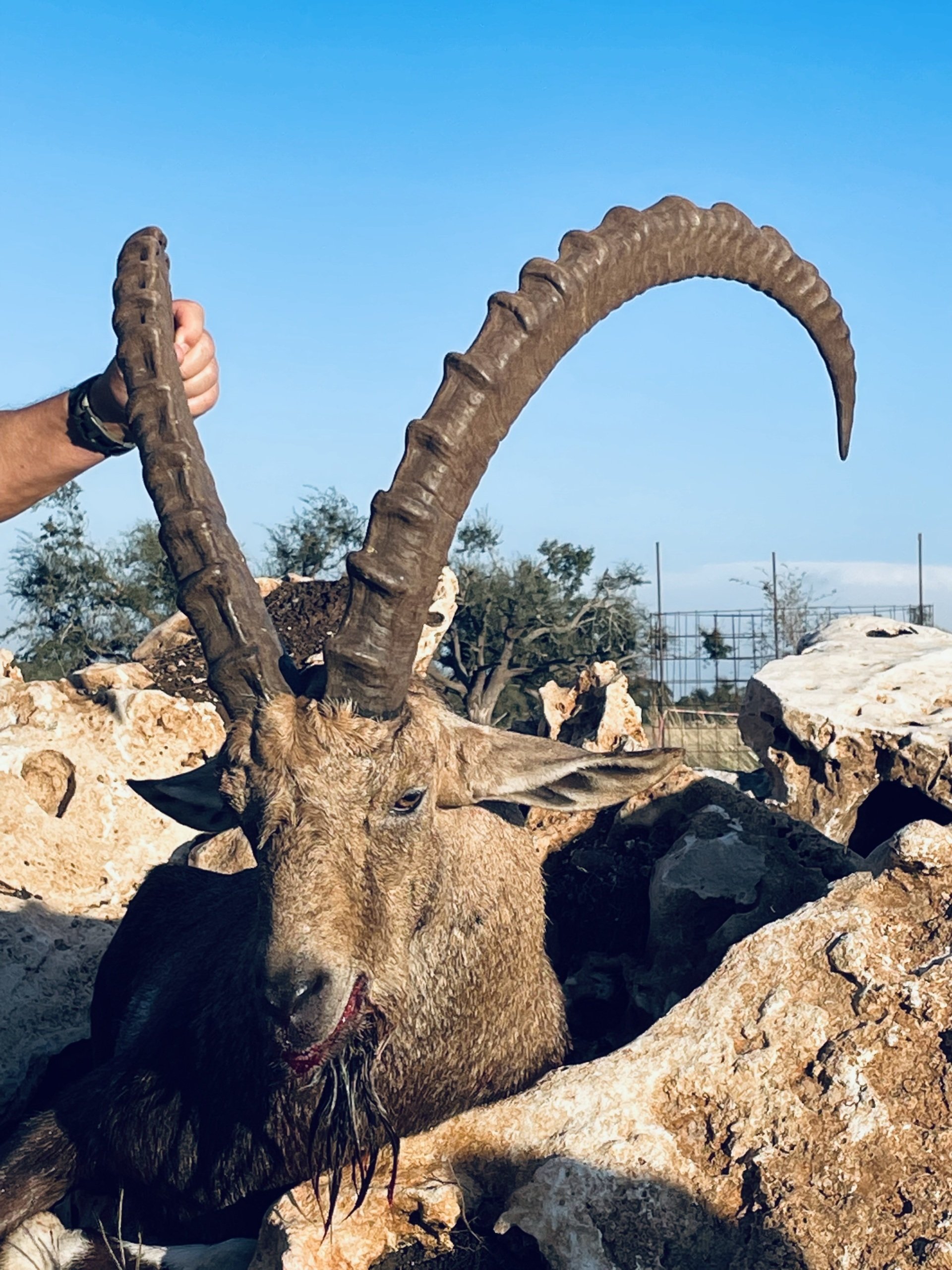 Texas Hybrid Ibex Hunting | MMK Outfitters