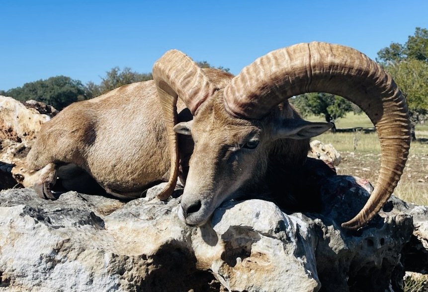 Texas Red Sheep Hunting | MMK Outfitters
