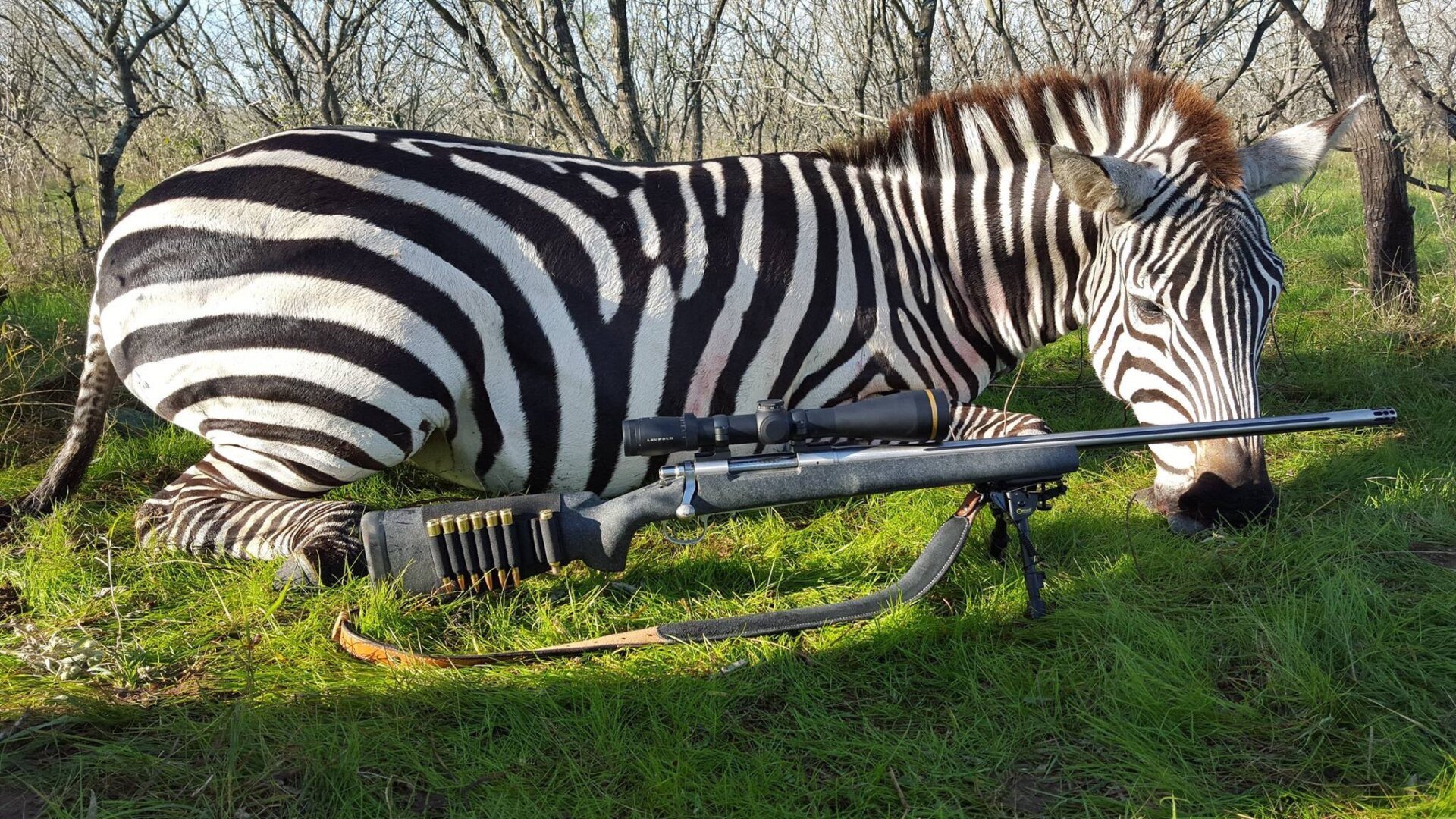 Texas Zebra Hunting | MMK Outfitters