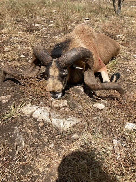 Texas Corsican Ram Hunting | MMK Outfitters