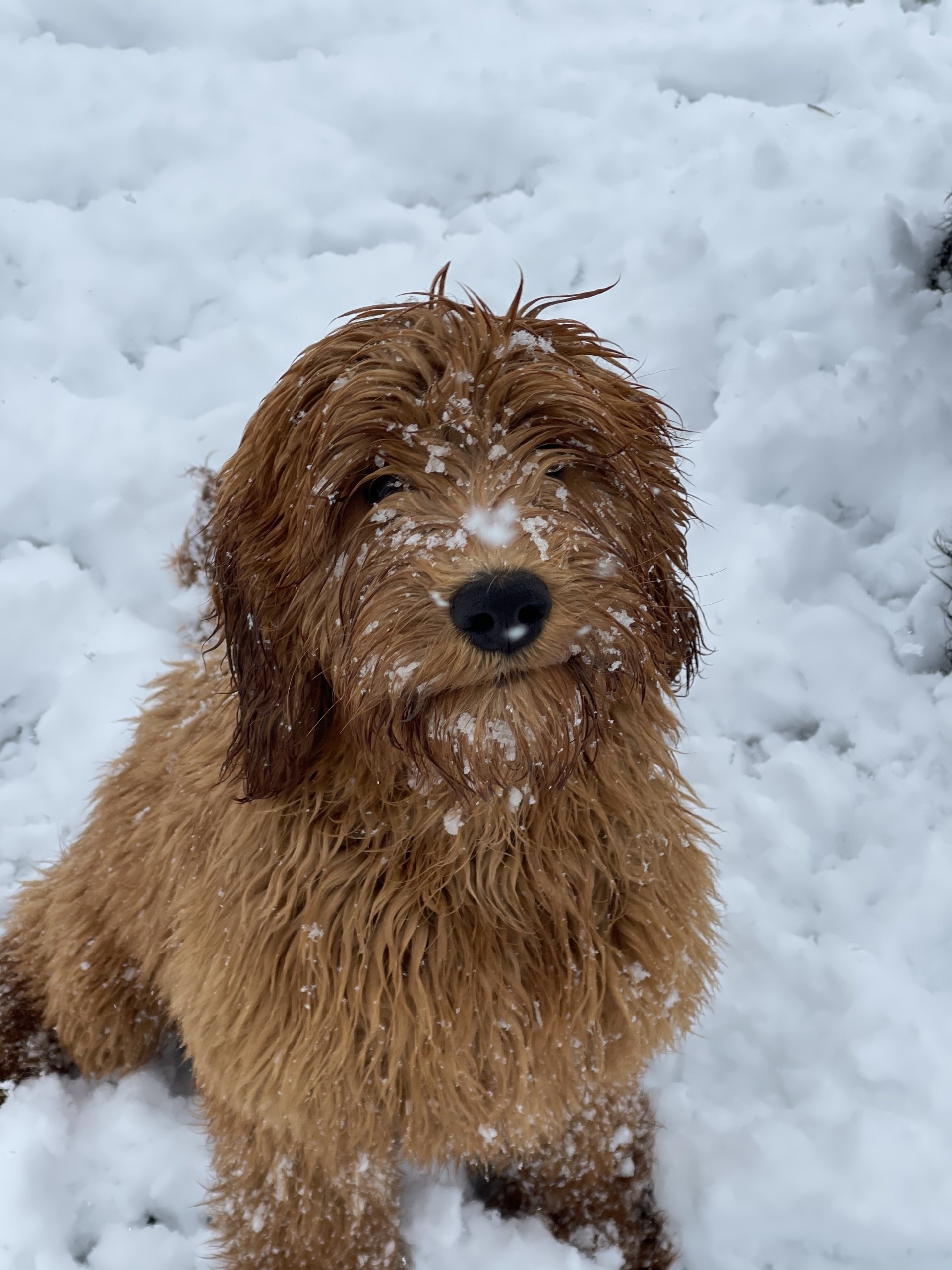 Labradoodle Puppies | Waco, TX