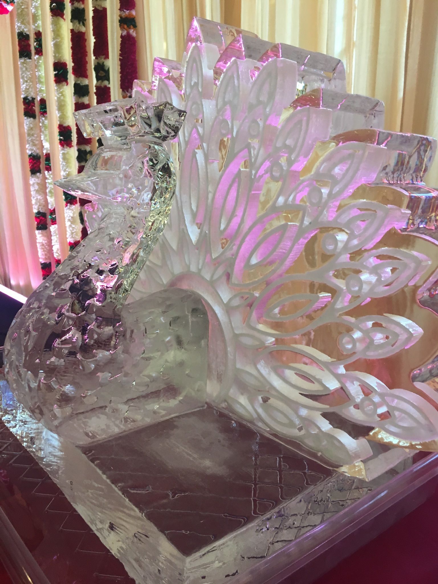 View Our Gallery | St. Petersburg, FL | Doggery Craft Ice