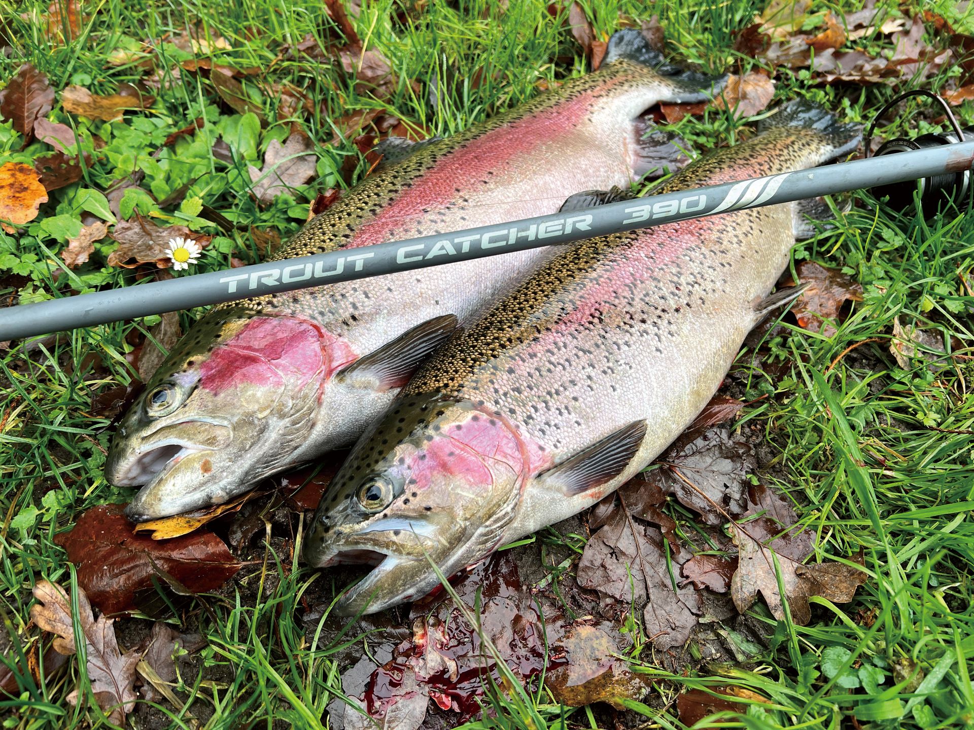 Welkom op de homepagina van Foreldeal, de specialist voor forelvissen.