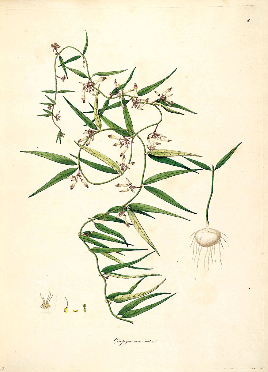 Indian Botanical Art in the 21st Century