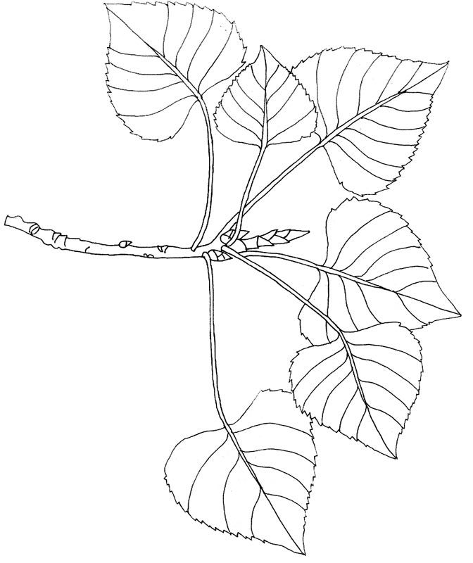 The Art and Science of Colorful Leaves