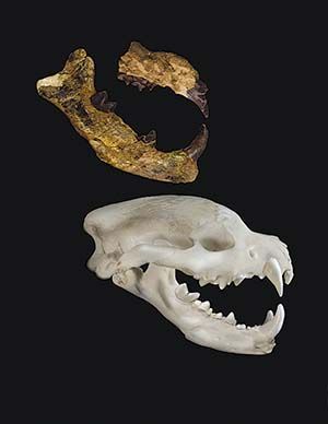 Restoration of Extinct Species