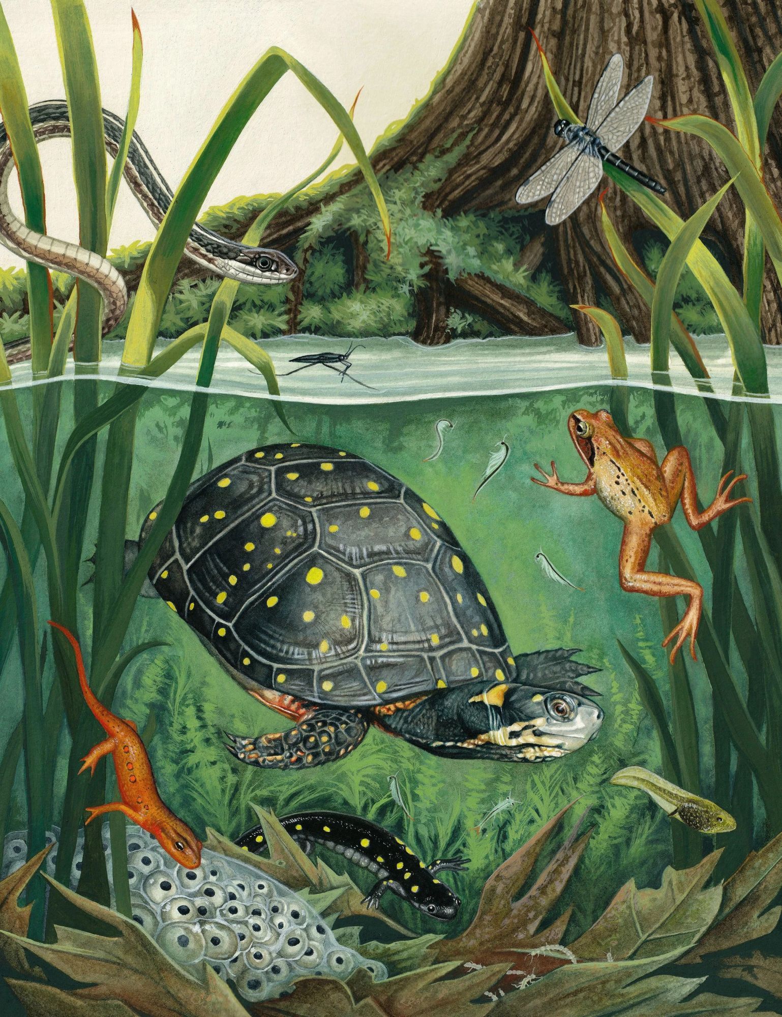 Guild of Natural Science Illustrators