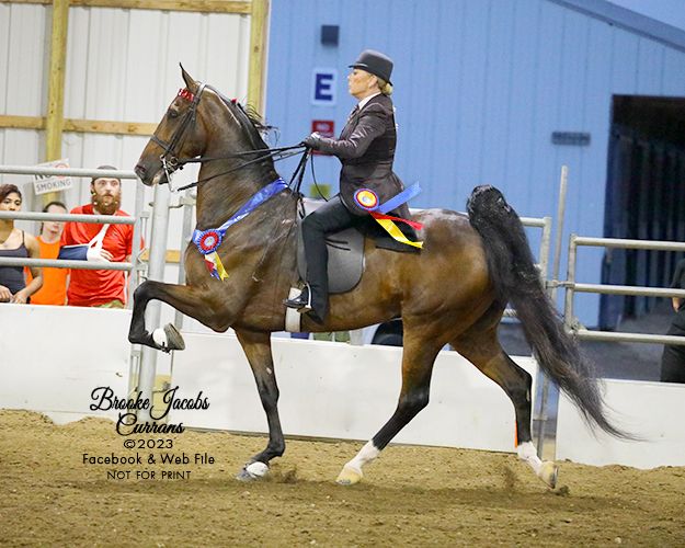 American Saddlebreds for Sale • Carriage Lane Farm • Nicholasville, KY