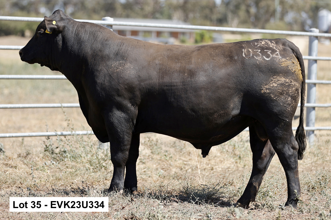 Sales - Fernhillangus.com.au