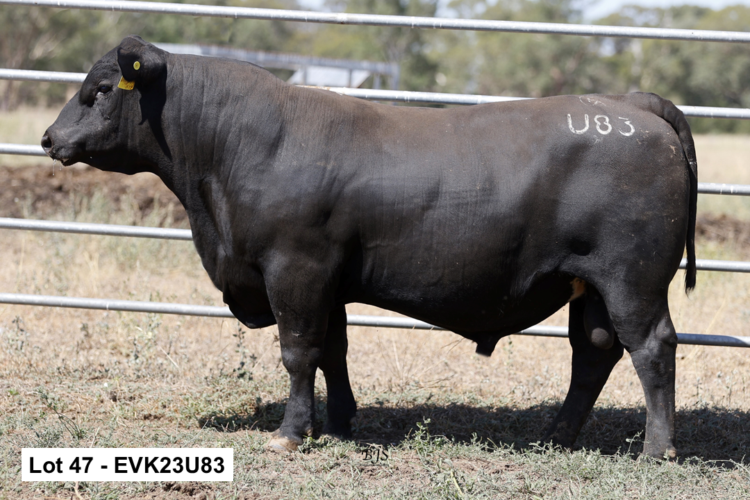 Sales - Fernhillangus.com.au
