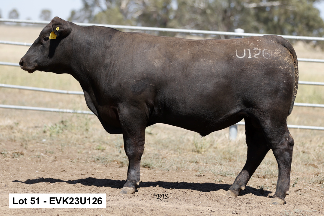 Sales - Fernhillangus.com.au