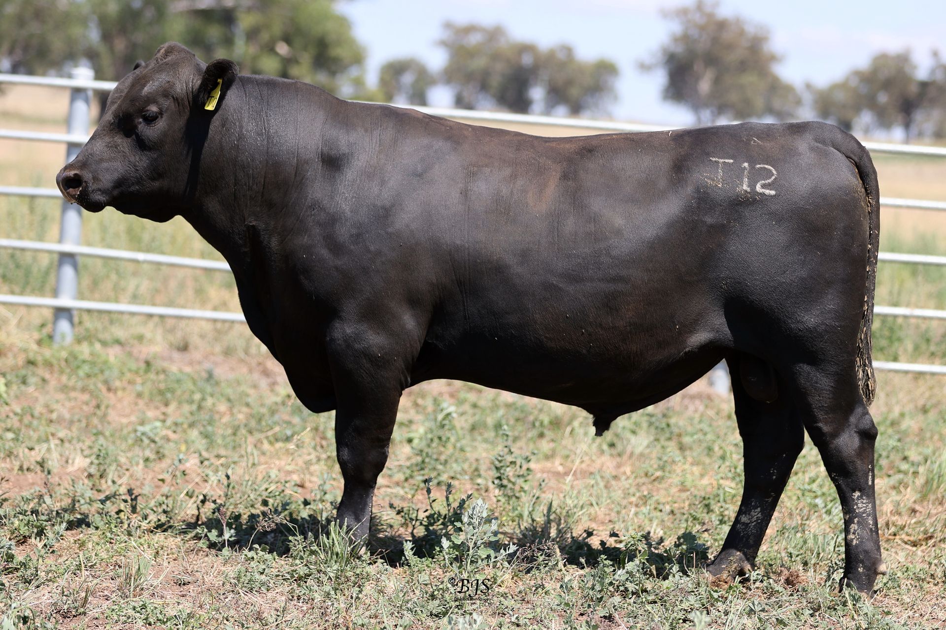 2024 bull sales - Fernhillangus.com.au