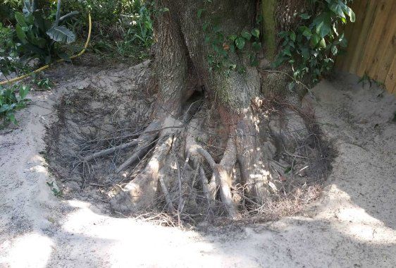 Root Collar Excavation | The Tree Lady Company