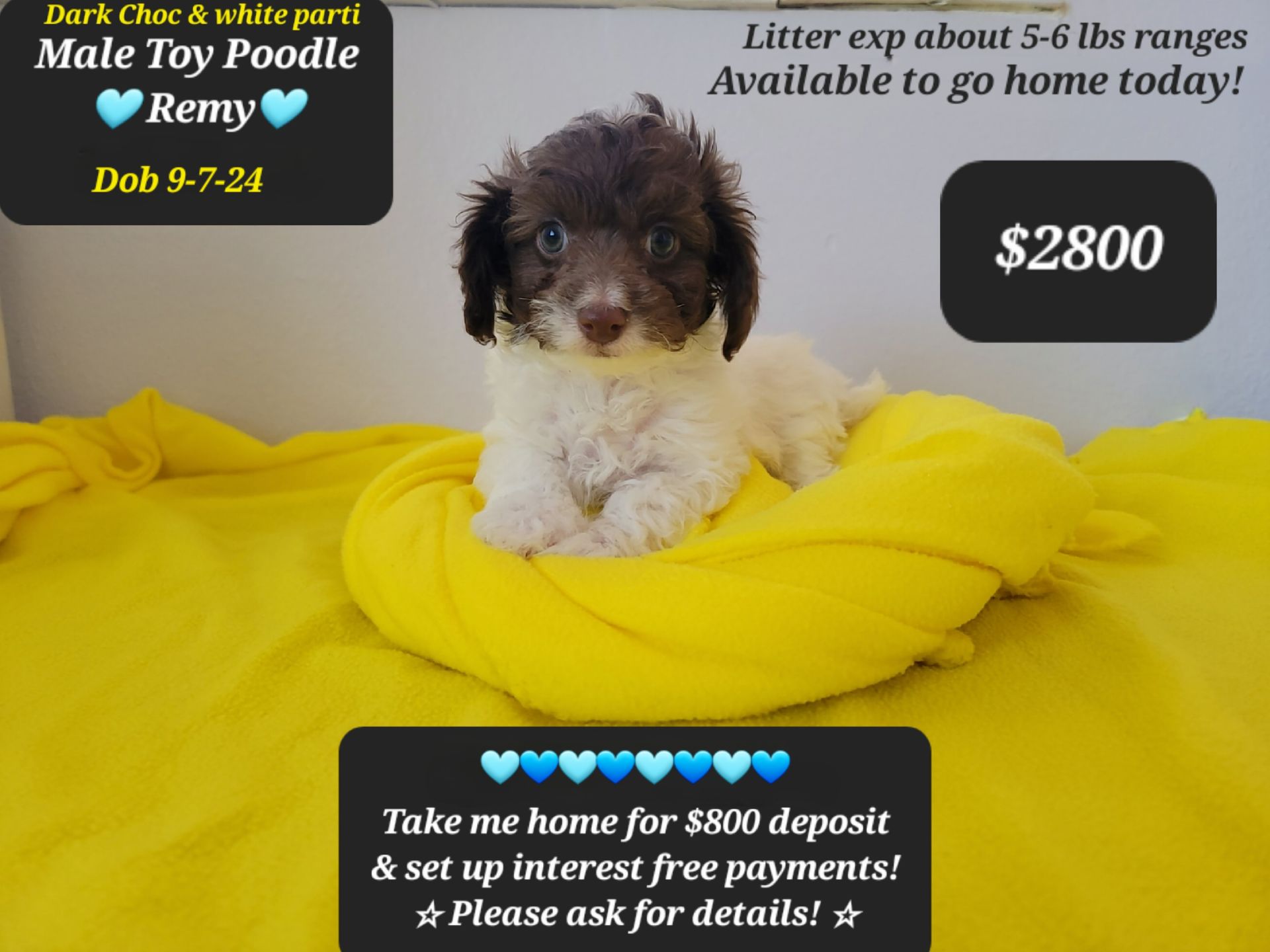 Teacup Breeds | Tucson, AZ | It's A Puppies World