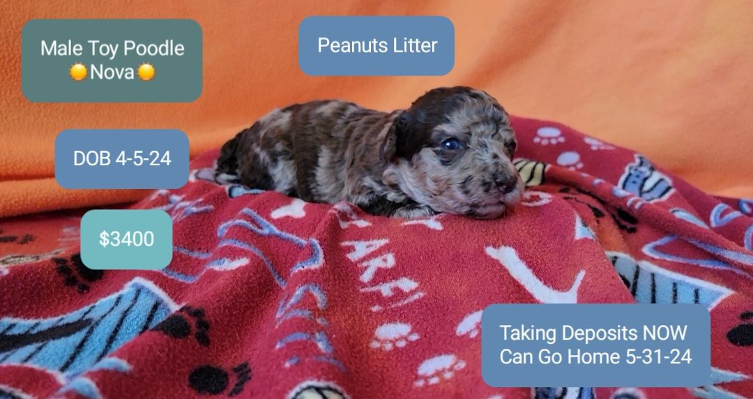 Teacup Breeds | Tucson, AZ | It's A Puppies World