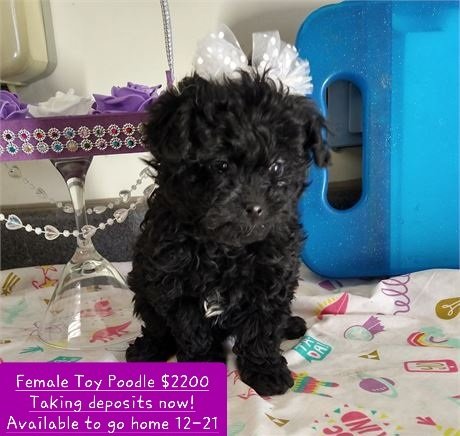 Teacup Breeds | Tucson, AZ | It's A Puppies World