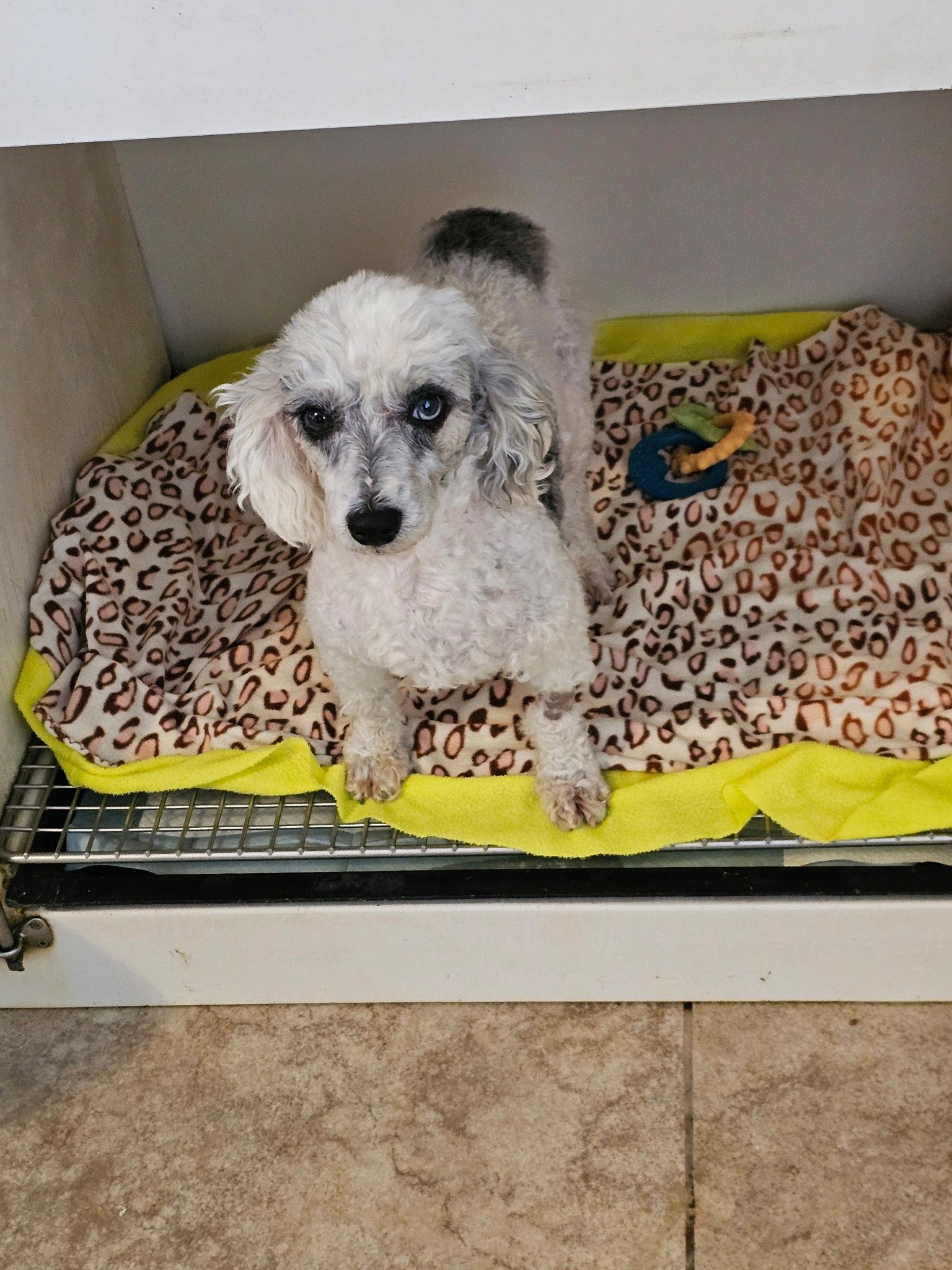 Teacup Breeds | Tucson, AZ | It's A Puppies World