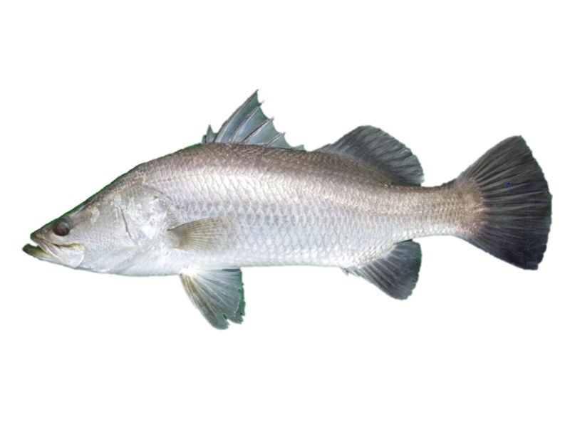 What fish to catch | NT Guided Fishing Industry Association
