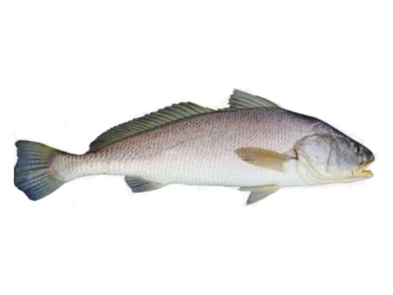 What fish to catch | NT Guided Fishing Industry Association