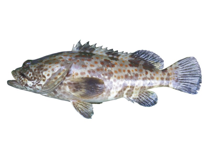 What fish to catch | NT Guided Fishing Industry Association