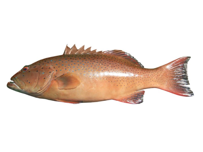 What fish to catch | NT Guided Fishing Industry Association