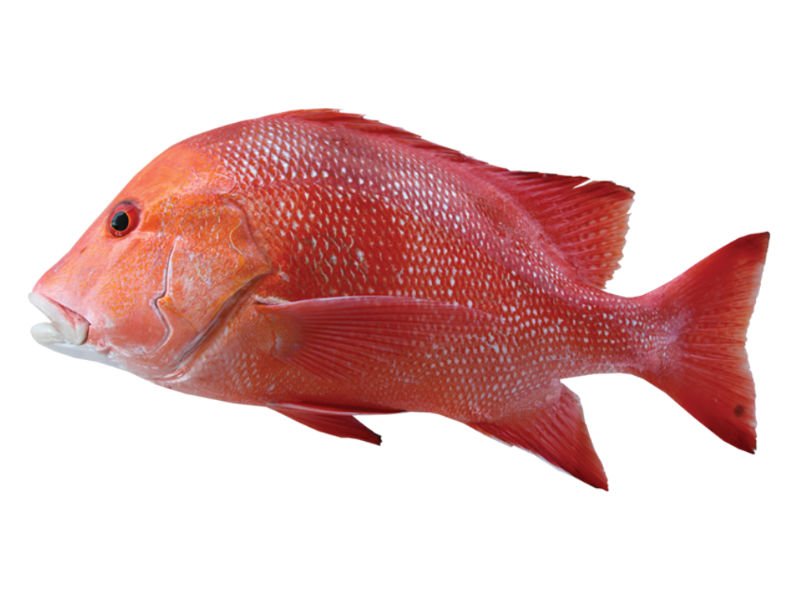 What fish to catch | NT Guided Fishing Industry Association