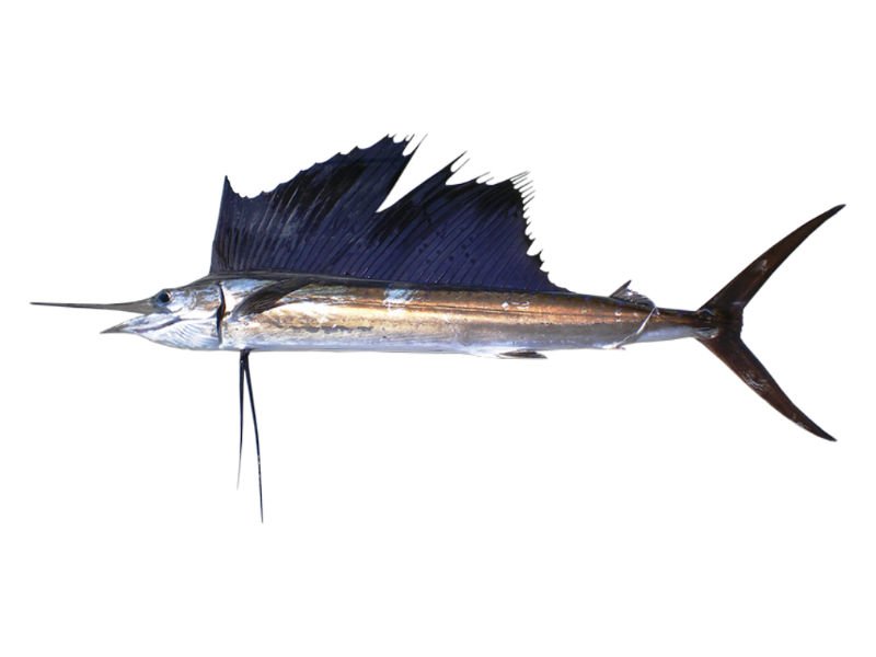 What fish to catch | NT Guided Fishing Industry Association