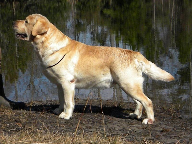 Fortune Labradors | Dogs of Our Past
