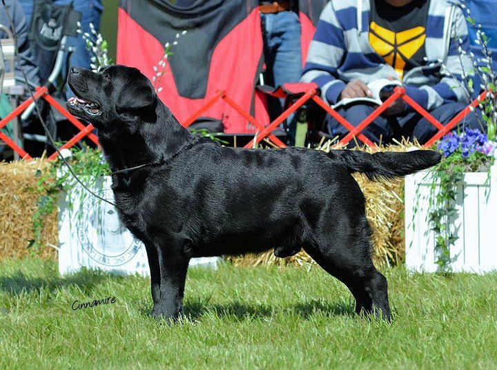 Fortune Labradors | Dogs of Our Past