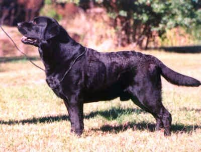 Fortune Labradors | Dogs of Our Past