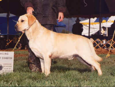 Fortune Labradors | Dogs of Our Past