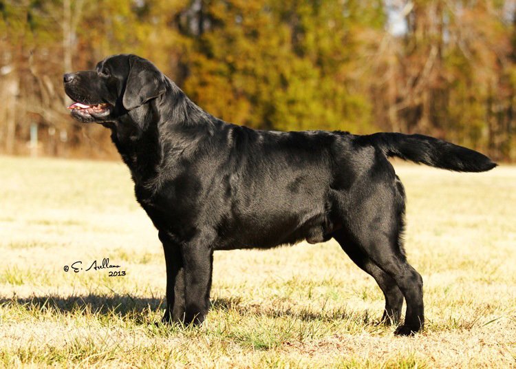 Fortune Labradors | Dogs of Our Past