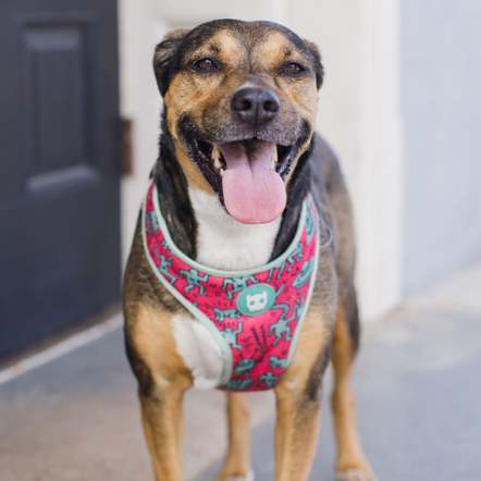 Advocate Family Law Group in Lexington, NC Offers Family Law Services