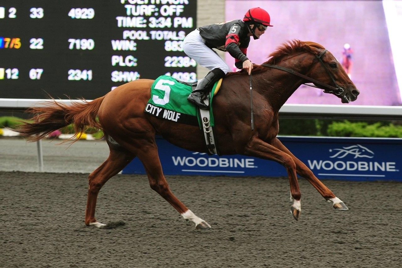 Alberta Stallion News: CITY WOLF Acquired by Stolz Thoroughbreds