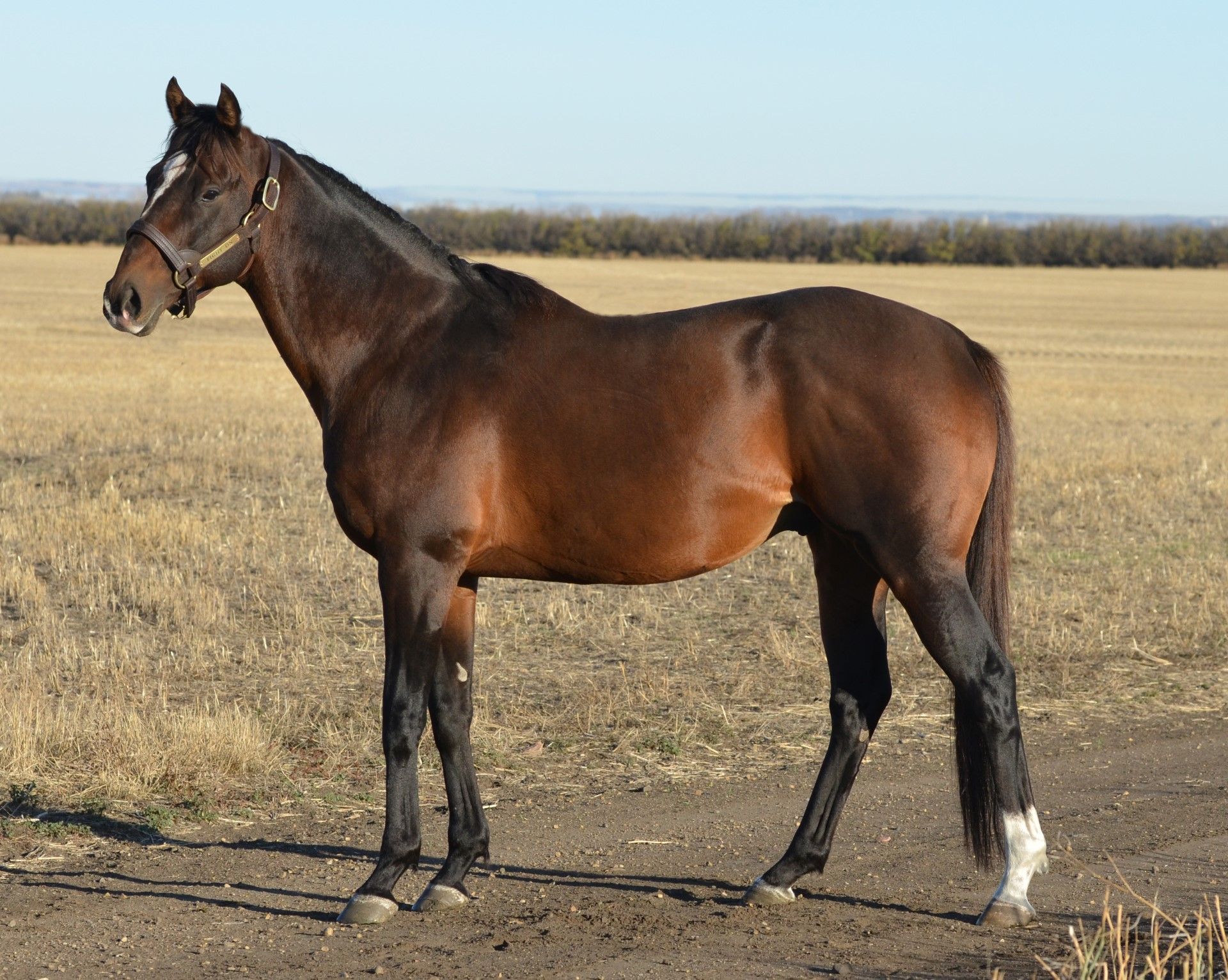 Stallion News Update