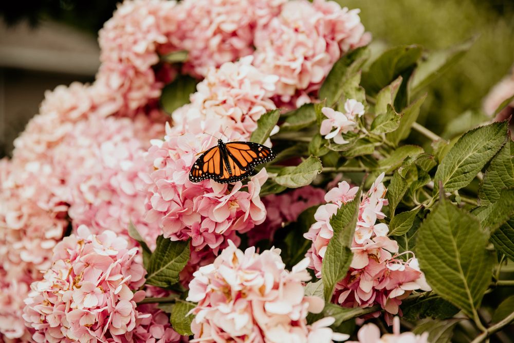 Grier Funeral Service | Charlotte, NC