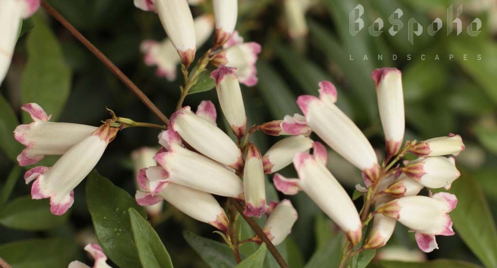 Garden Plants for Shady Areas: Top 8 Native Solutions
