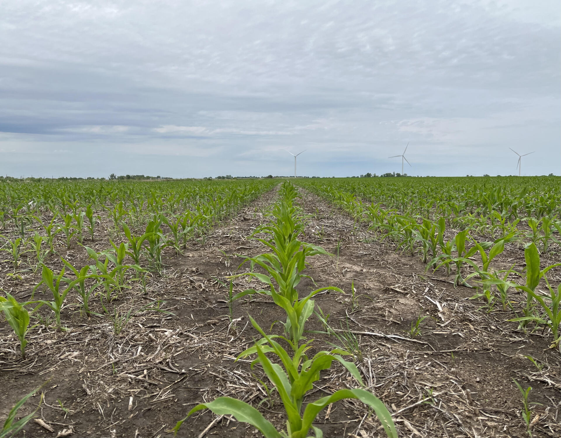 Energy Curve | Row Crops