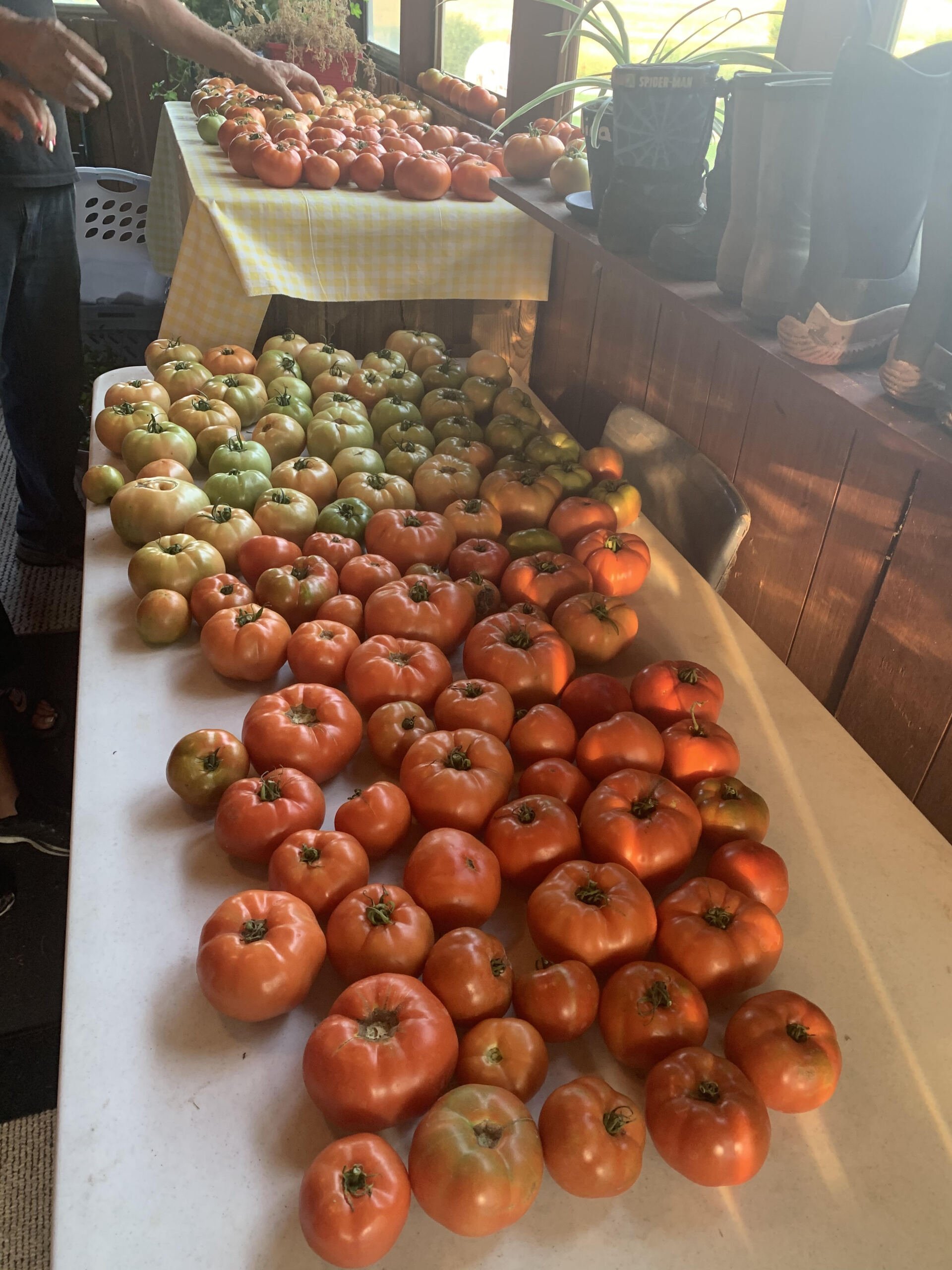 INCREASE TOMATO PRODUCTION