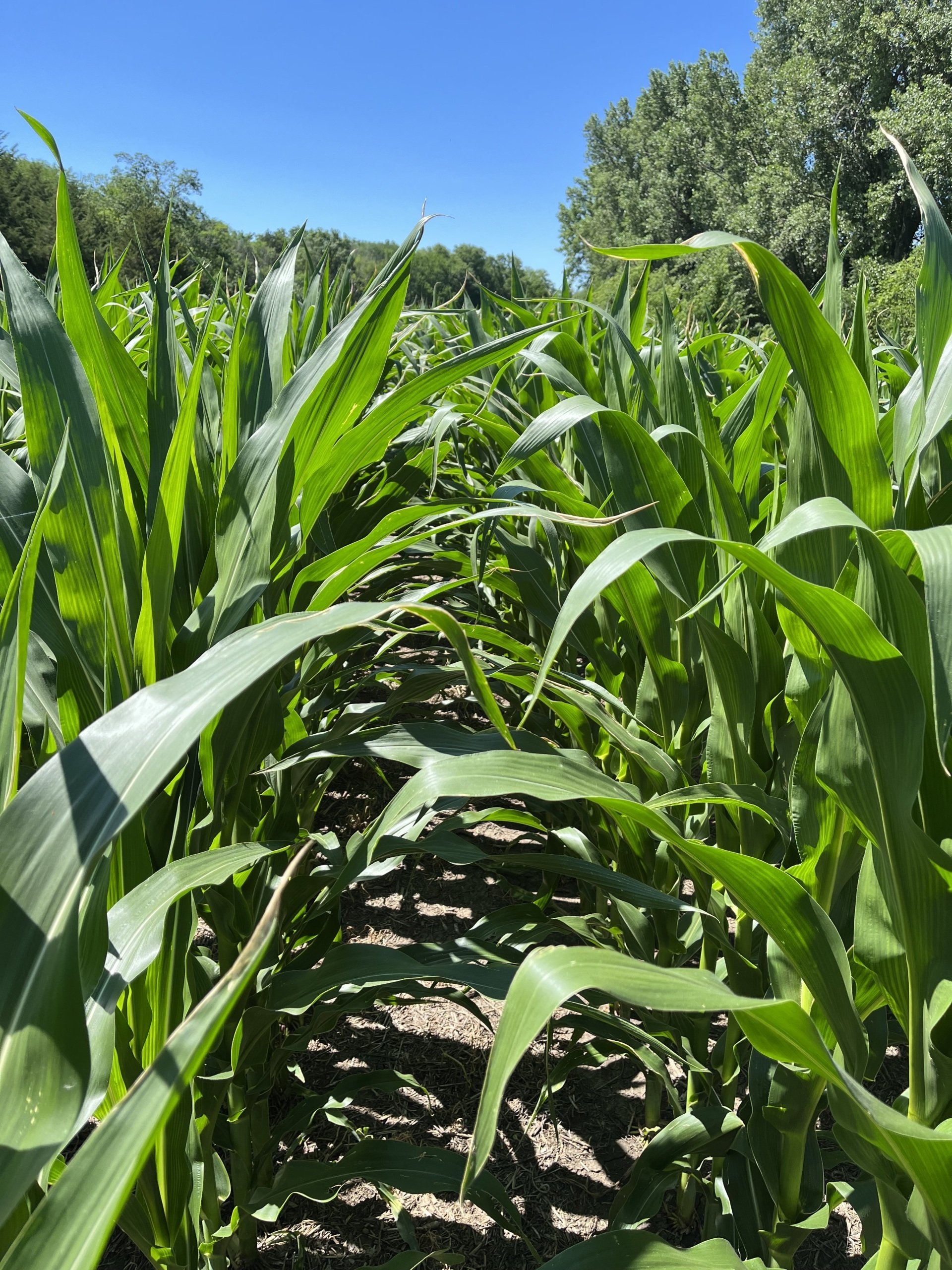 Energy Curve | Row Crops