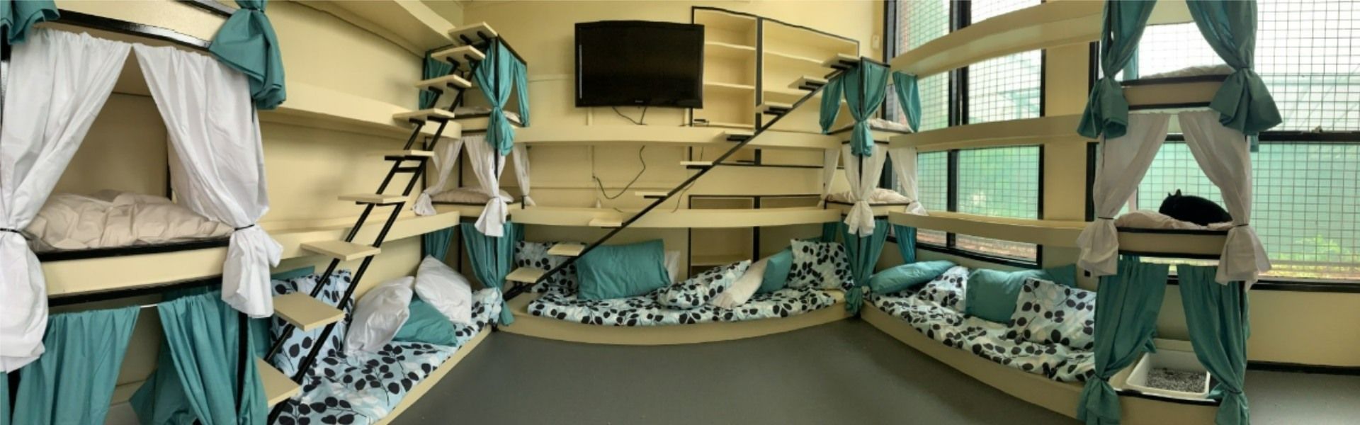 Premium, Tailored Cat Accommodation in Knoxfield, VIC