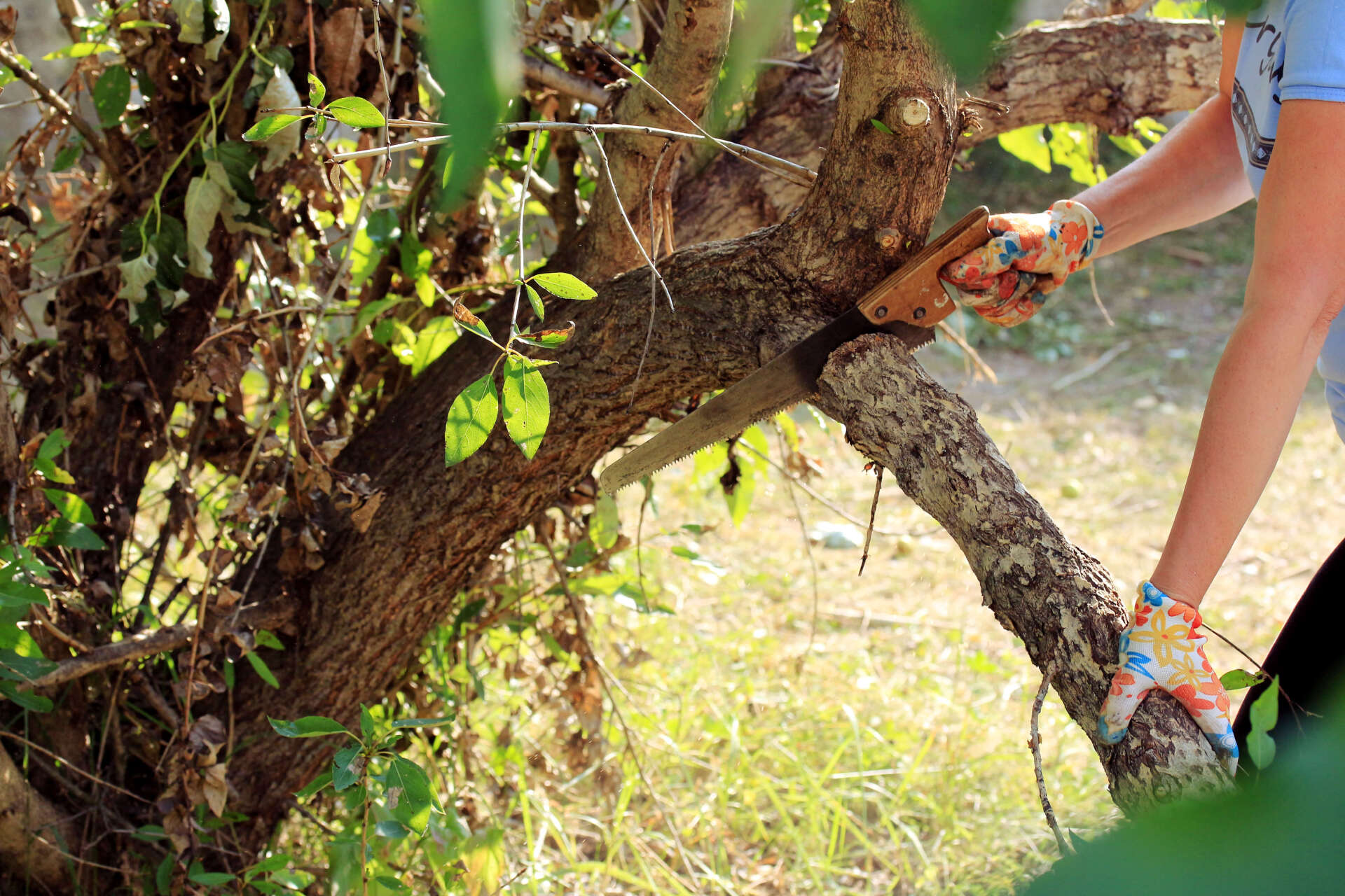 Tree Lopping Service Campbelltown | Campbell Tree Care