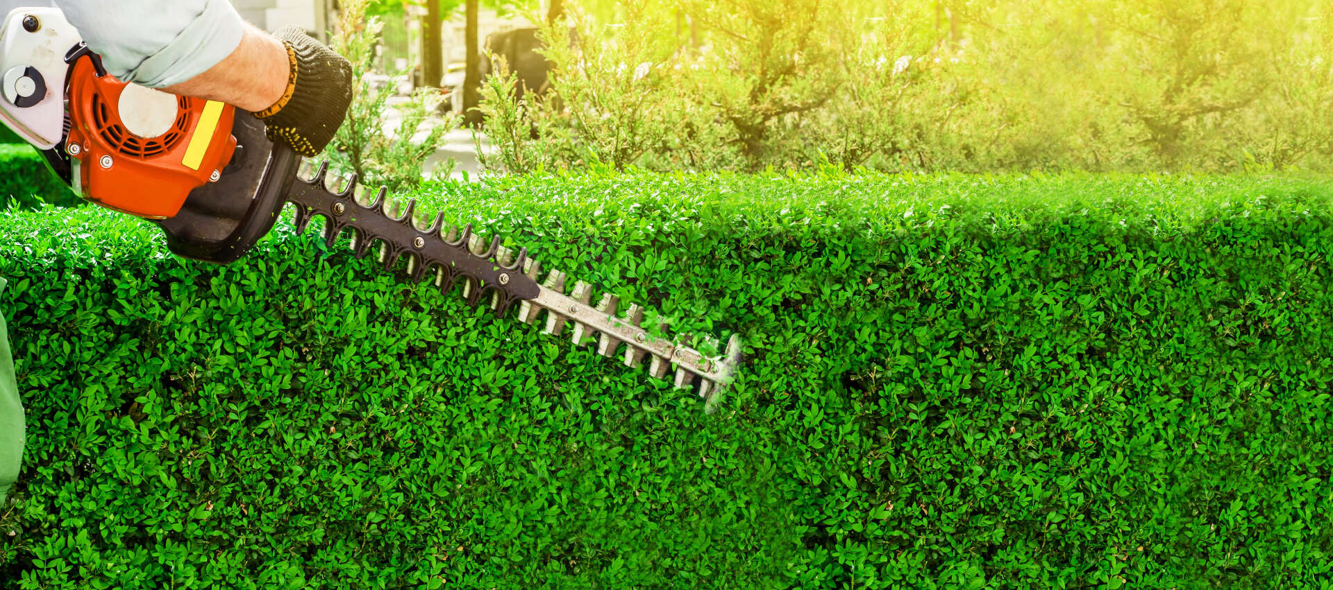 Hedge Trimming Campbelltown | Campbell Tree Care