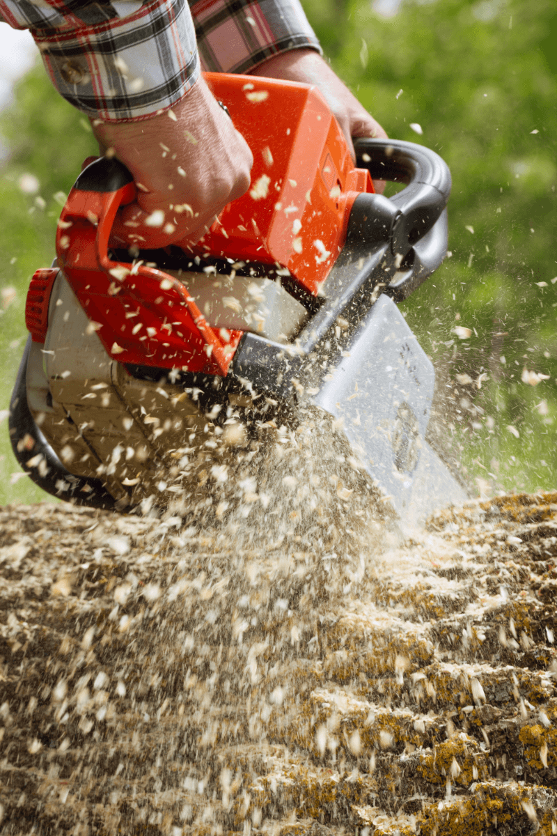 Tree Removal & Trimming Campbelltown | Campbell Tree Care